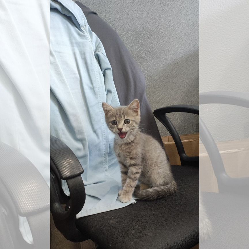 Котенок в добрые руки бесплатно