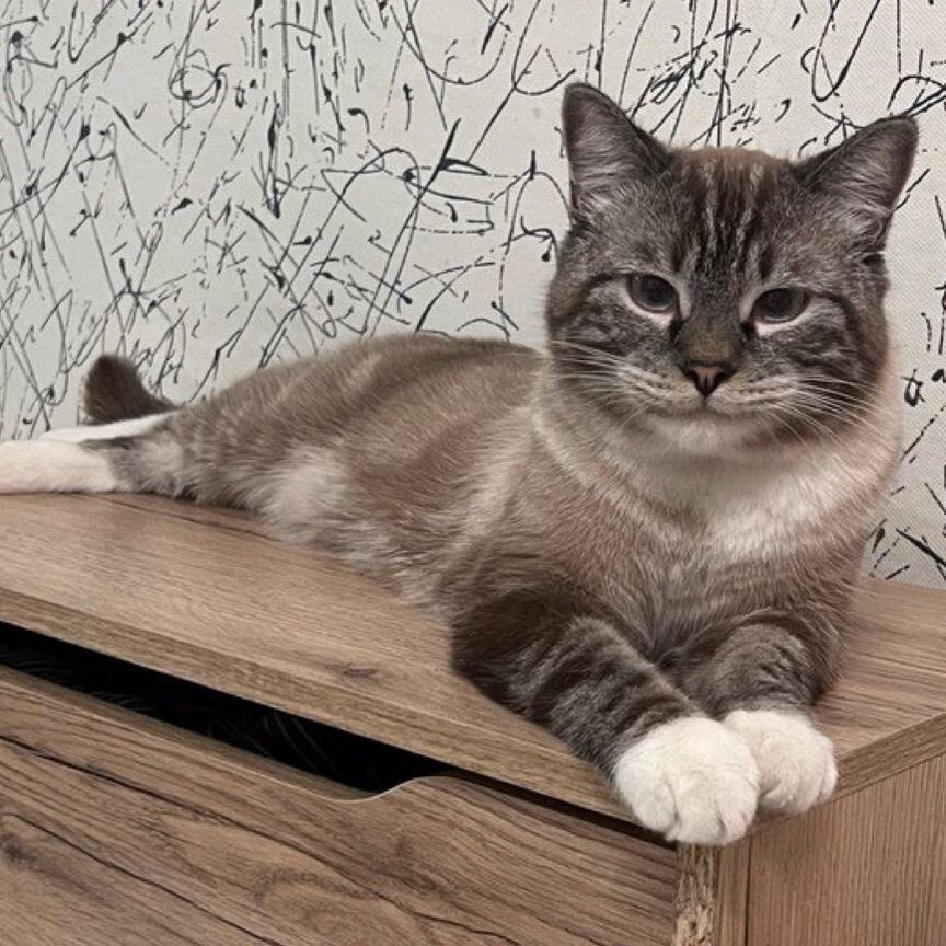 Отдам котика в хорошие добрые руки