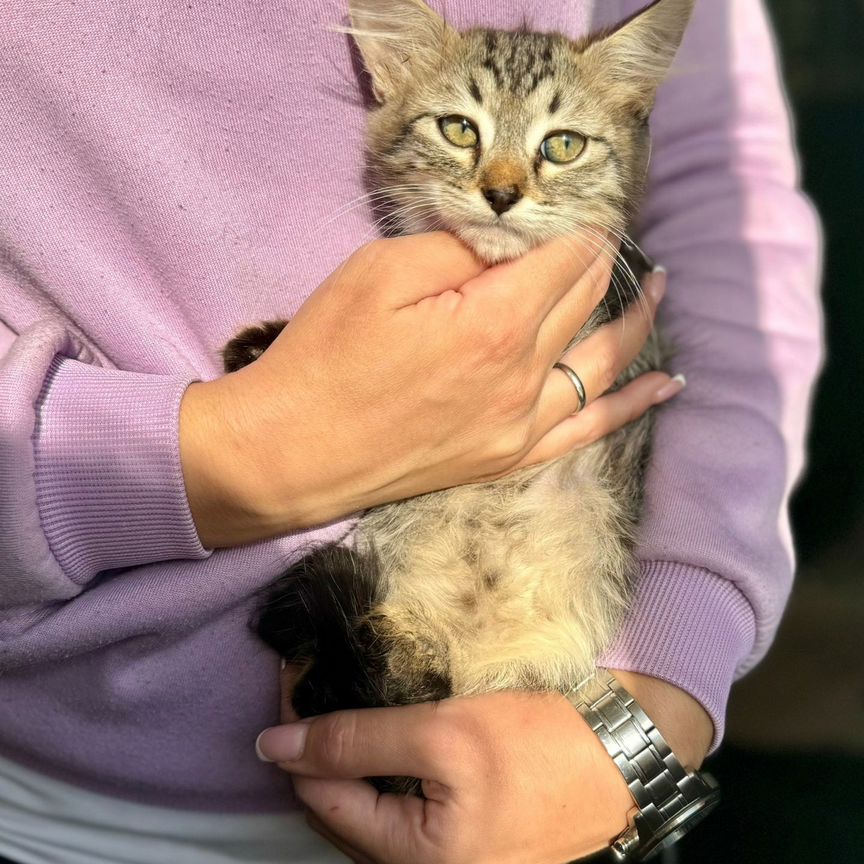 Очаровательный котёнок сэр Мышкин