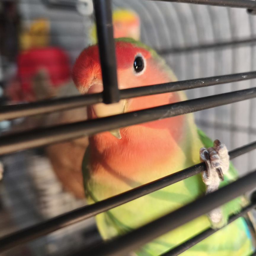 Пара неразлучников