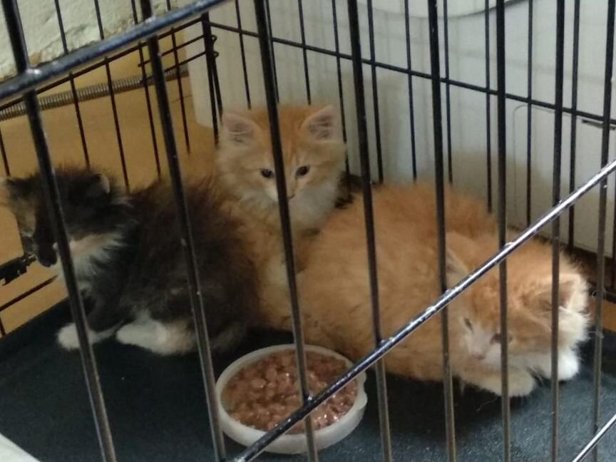 Котятки в добрые руки