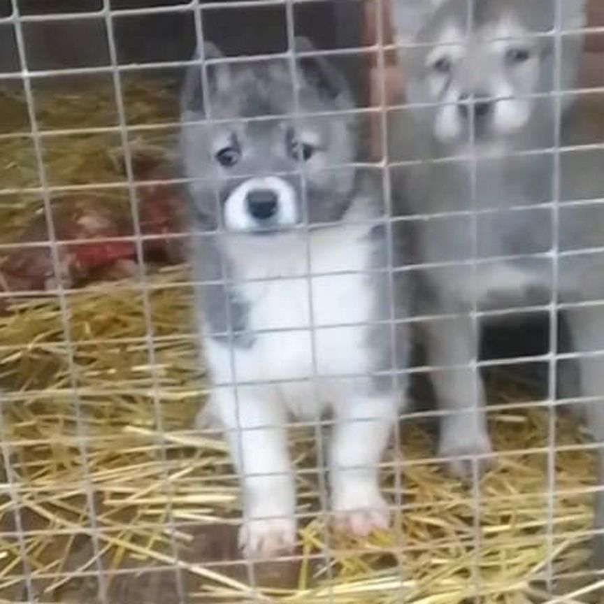 Западно сибирская лайка