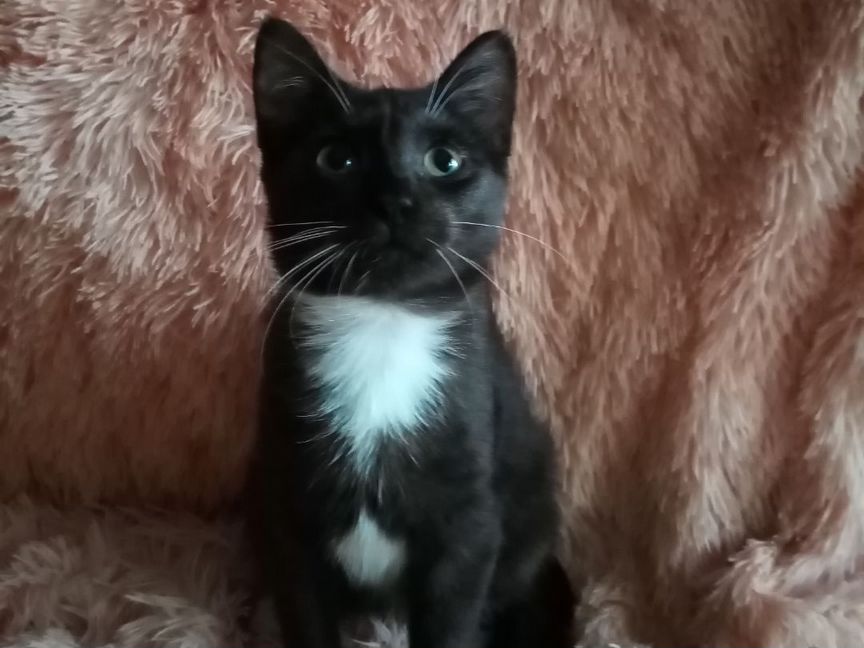 Усатый красавчик