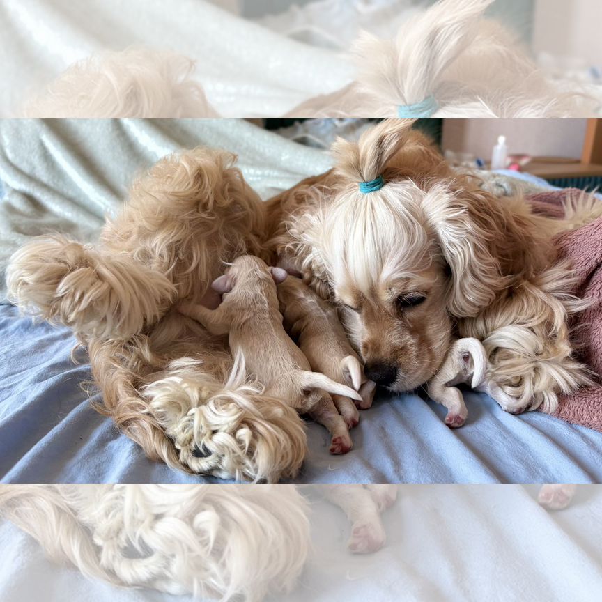 Американский кокер-спаниель, щенок