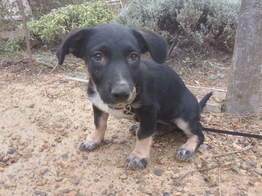 Щенки в добрые руки