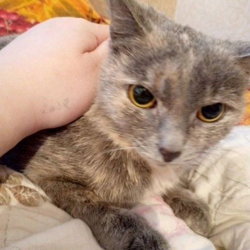Несчастная кошечка ждет помощи