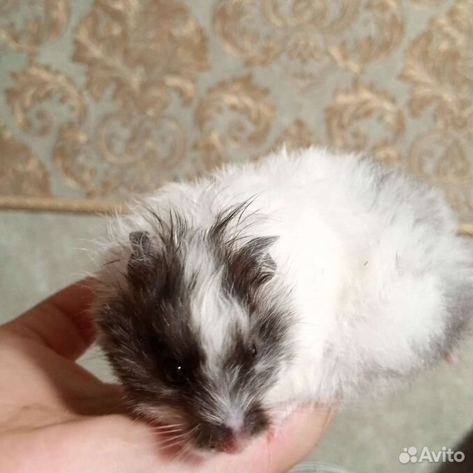 Сирийский хомяк девочка