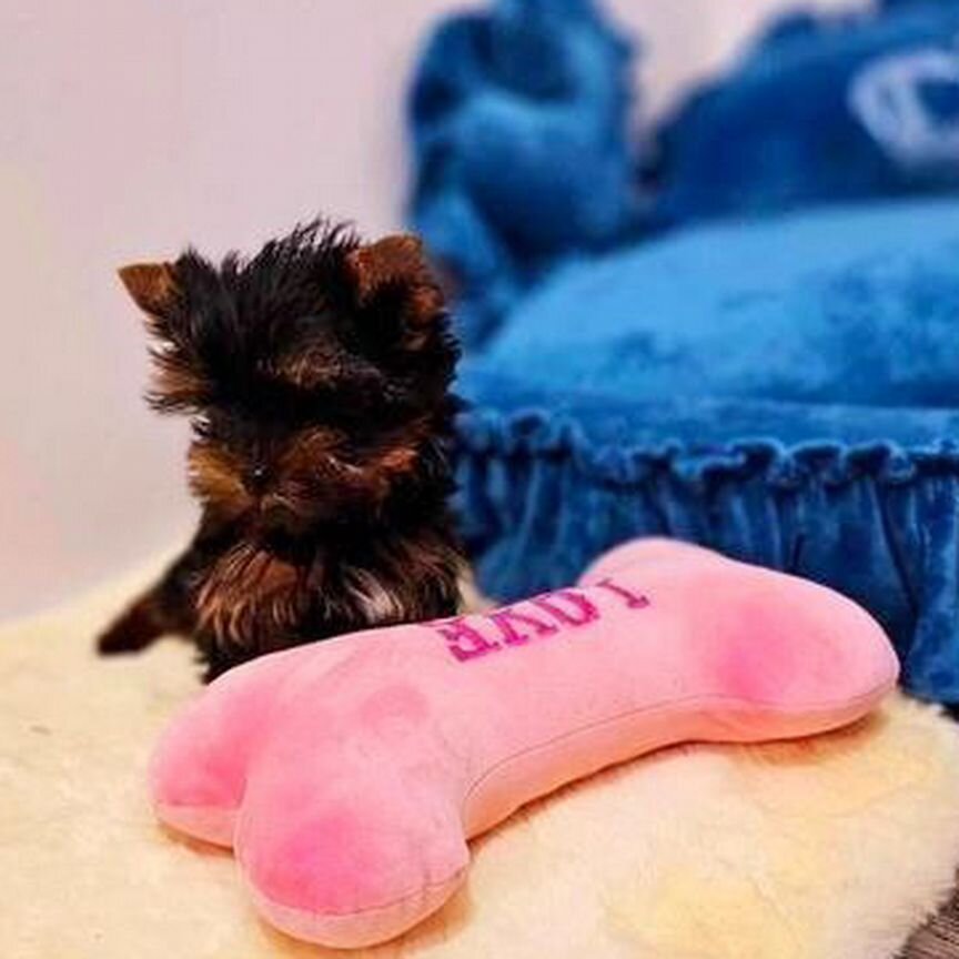 Щенки Йоркширского терьера мини