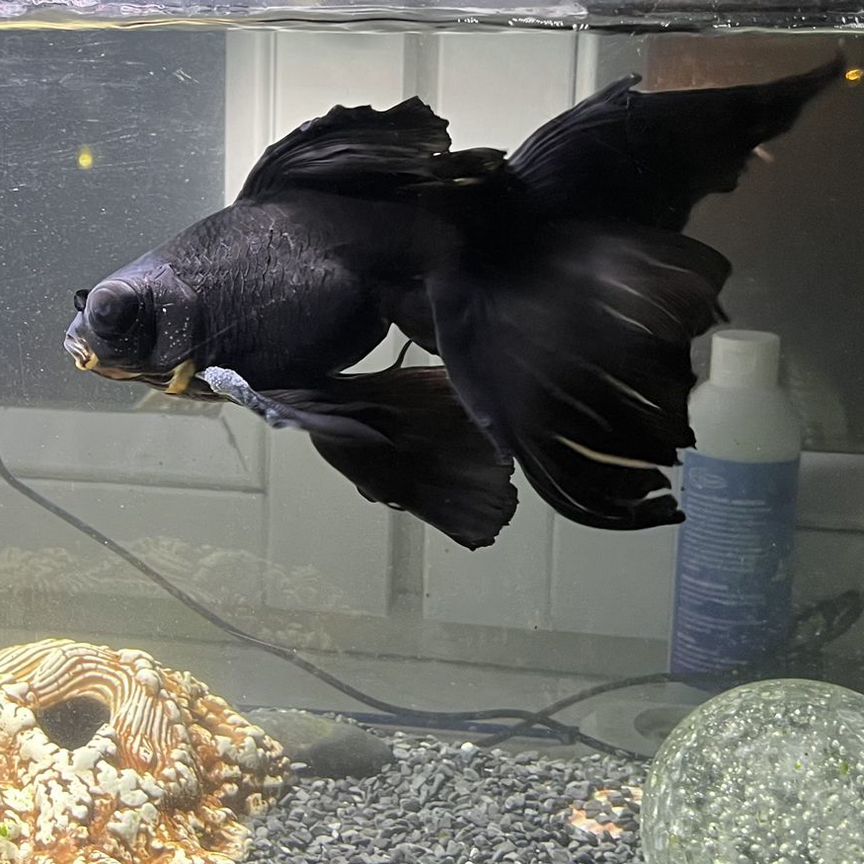 Рыбка-телескоп и два крупных сомика