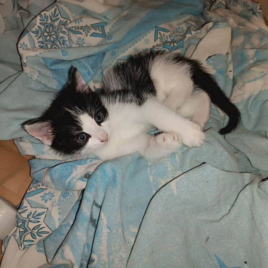 Котенок