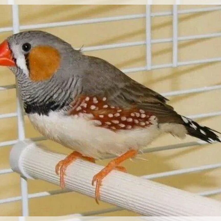 Зебровые амадины