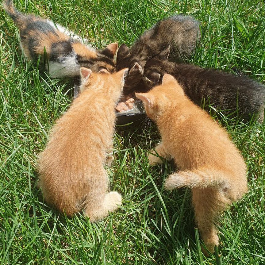 Котята в добрые руки