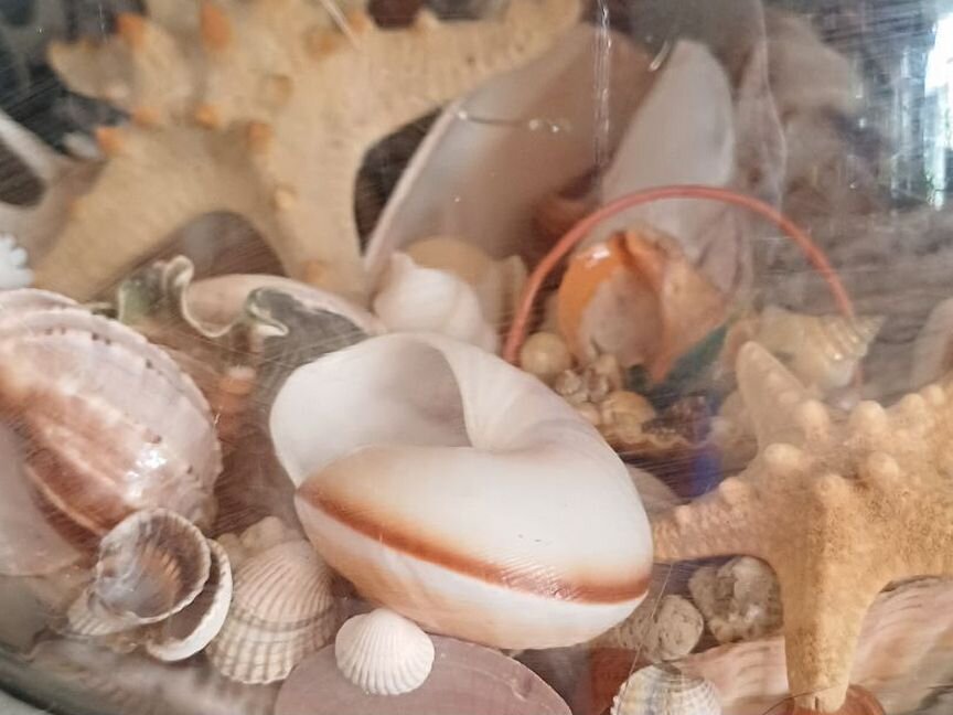 Интерьерный аквариум с ракушками