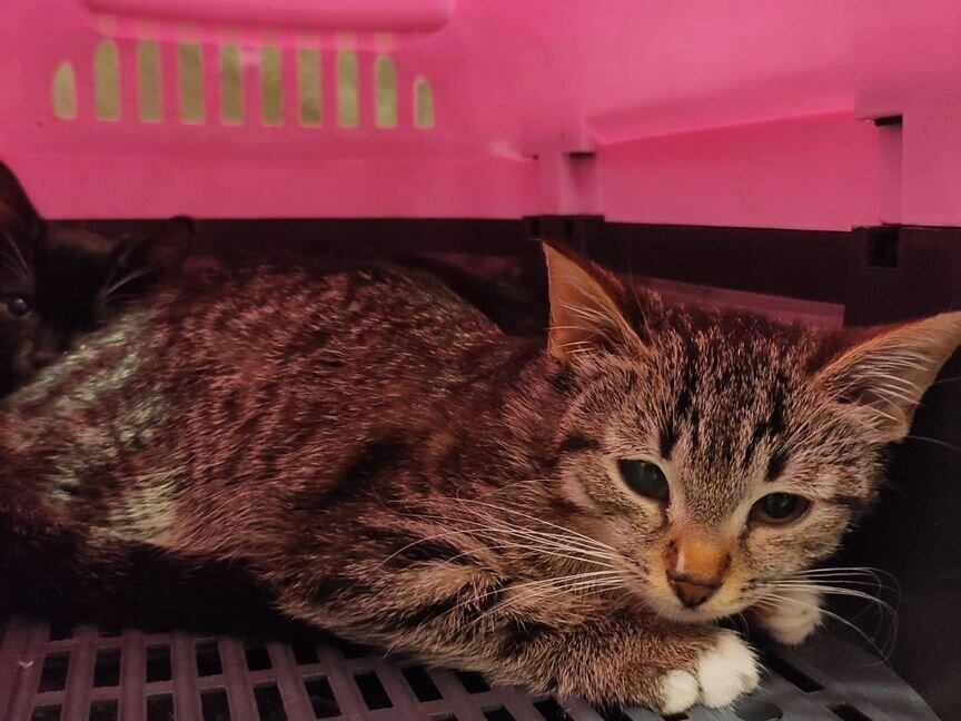 Котенок спасеныш