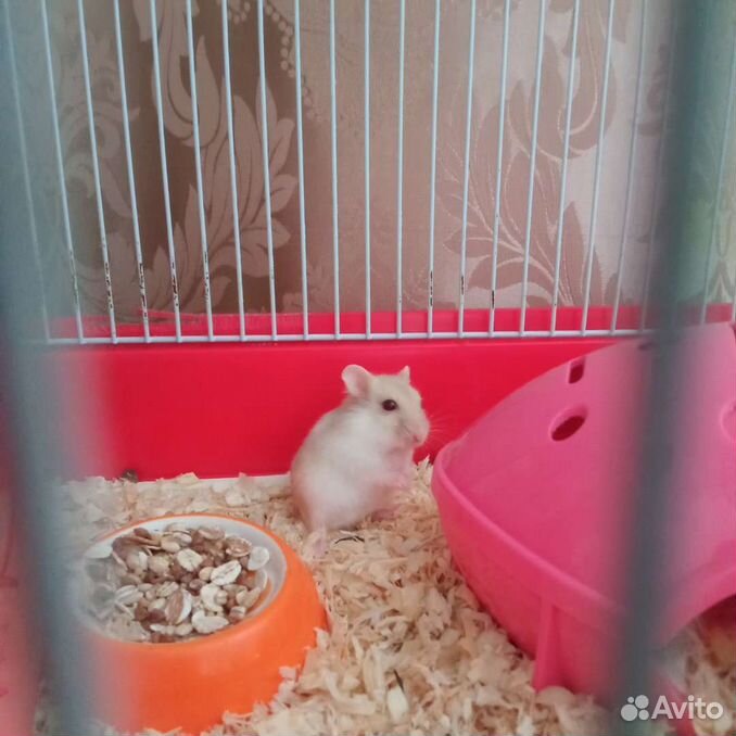 Джунгарские хомяки