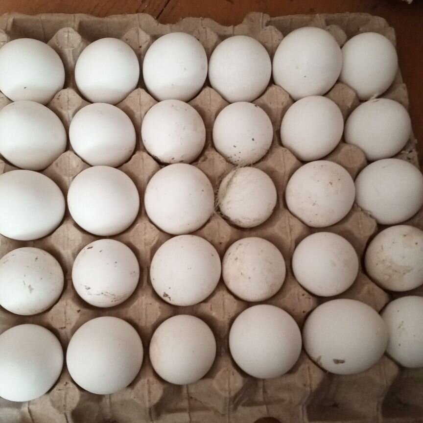 Продаю домашние яйца
