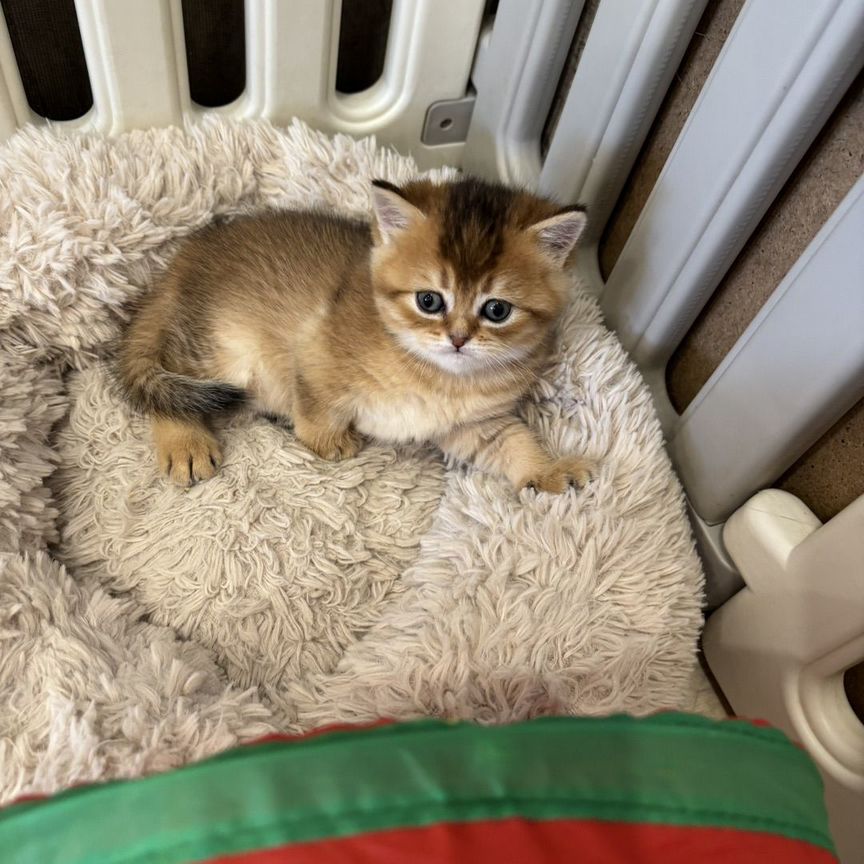 Британский короткошёрстный котёнок