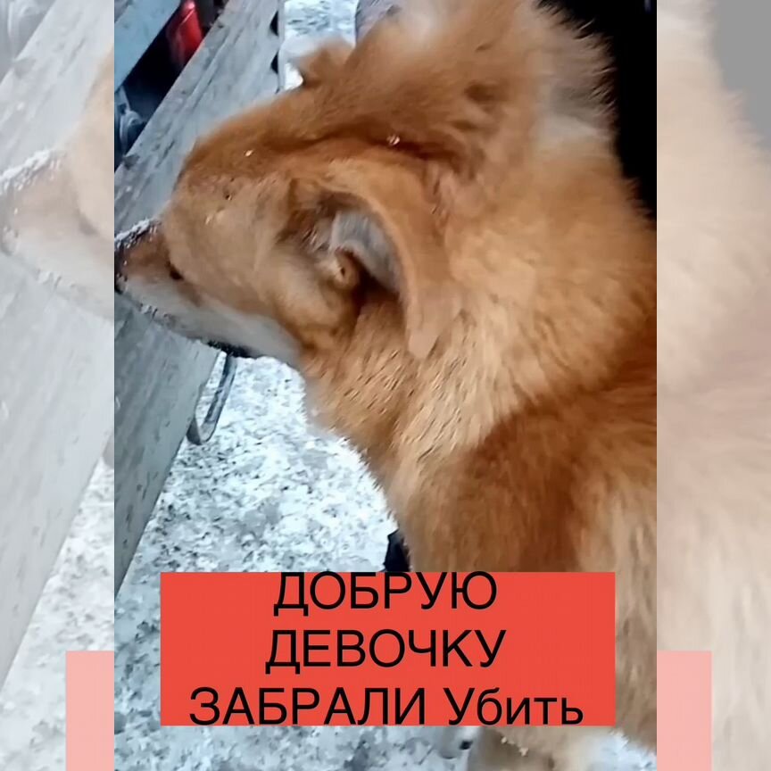 Взрослая собака в добрые руки