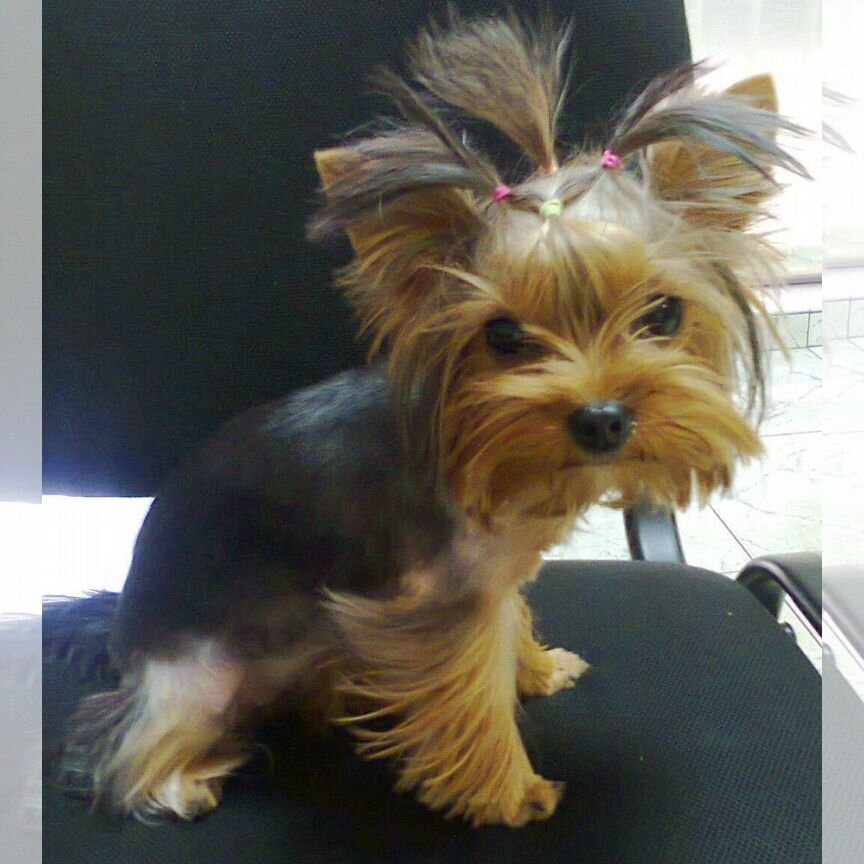 Йоркширский терьер, взрослая собака