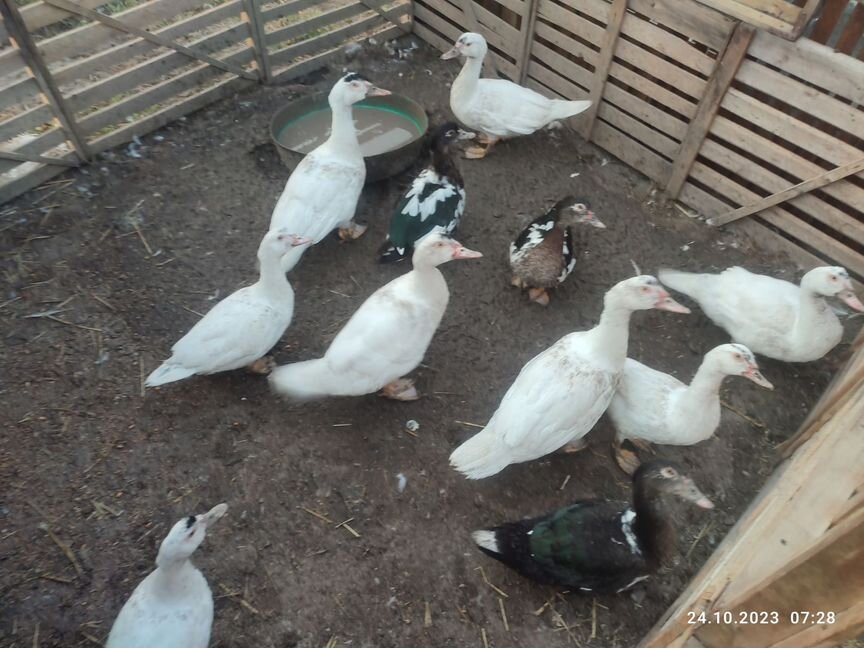 Мускусные утки