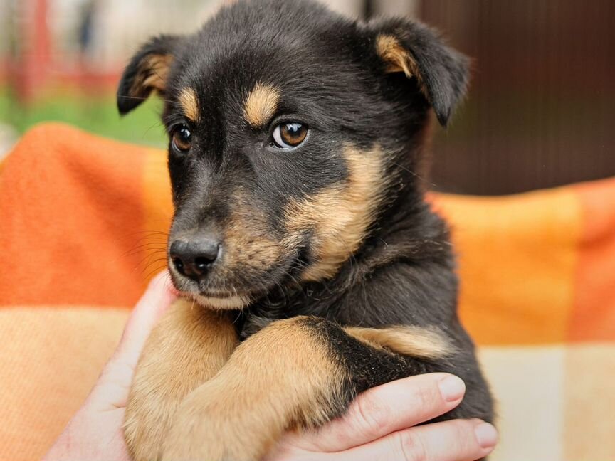 Щенки лапочки