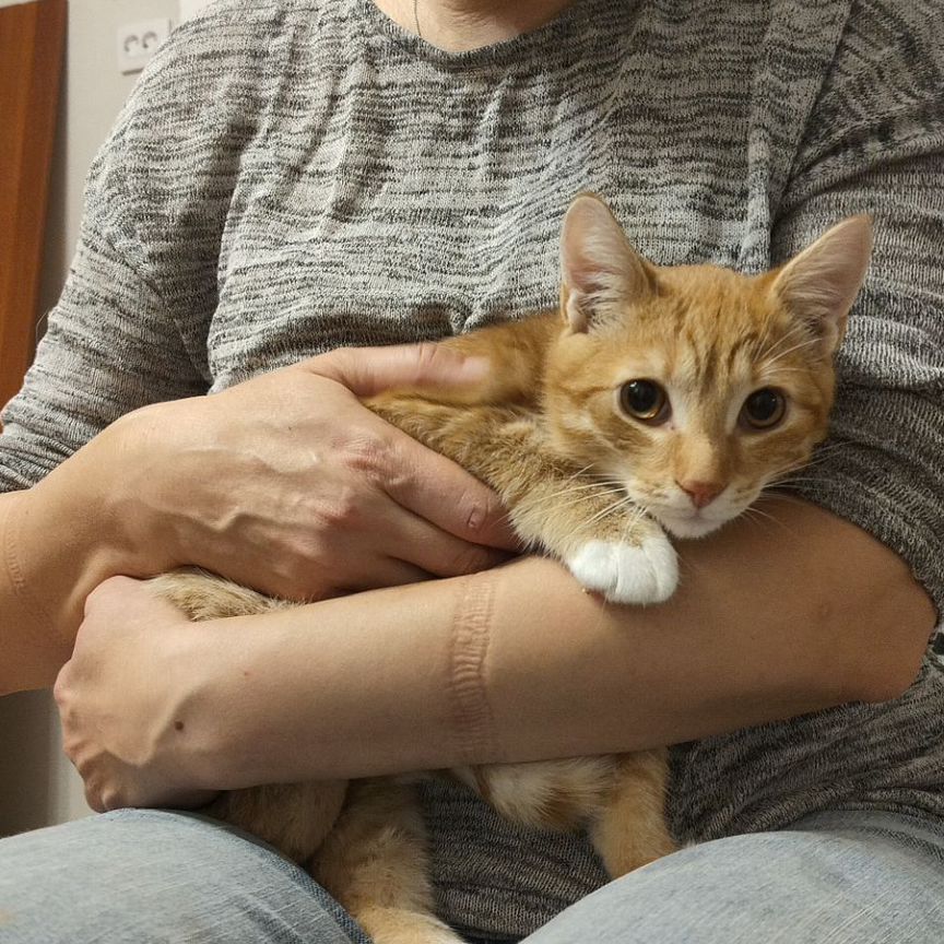 Взрослый кот в добрые руки