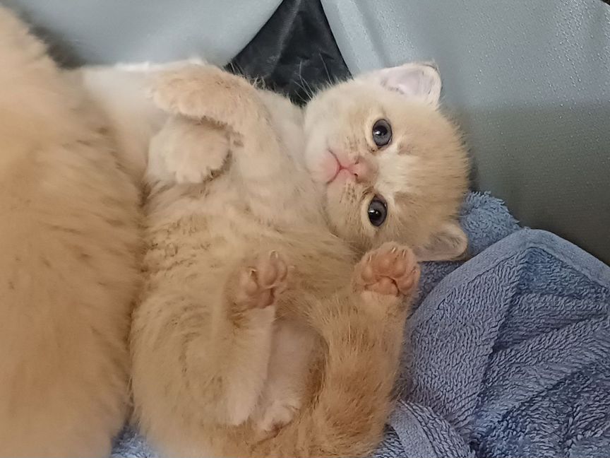 Шотландские котята