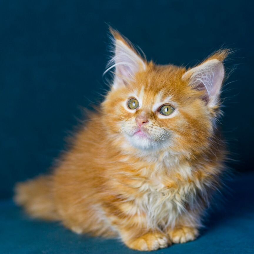 Мейн-кун котёнок