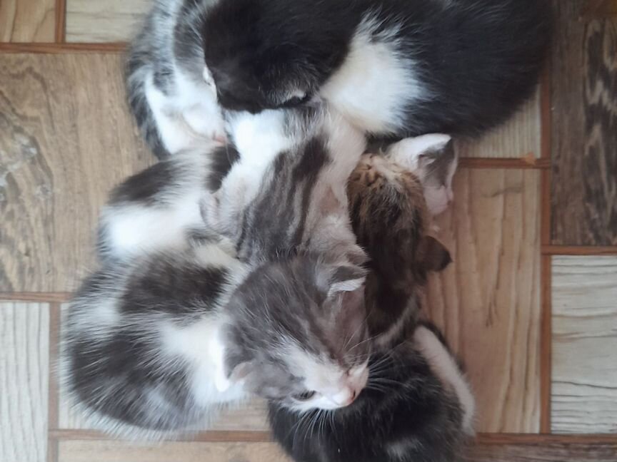 Котята отдам,возраст 1 месяц