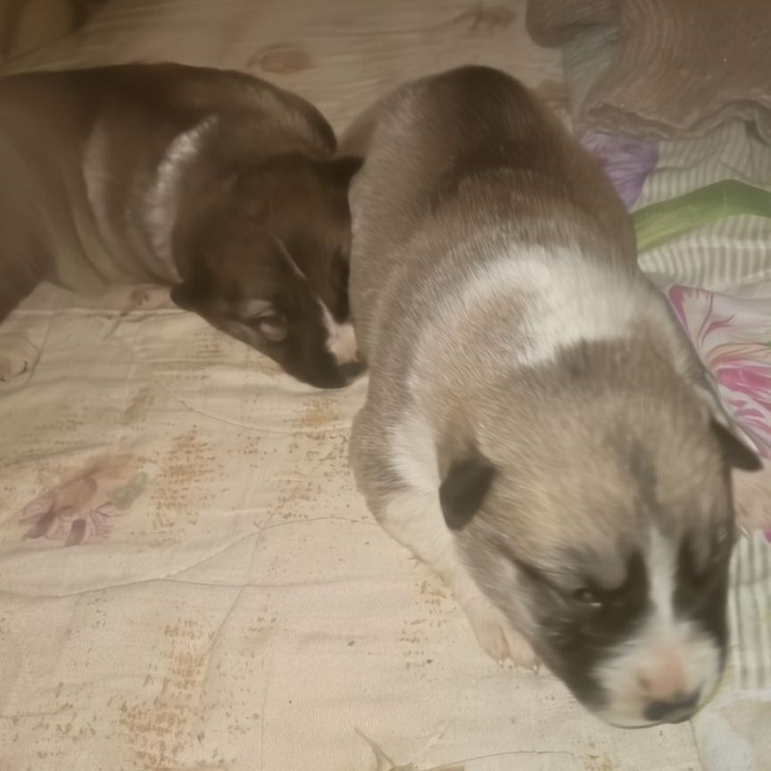 Волкособ, щенок