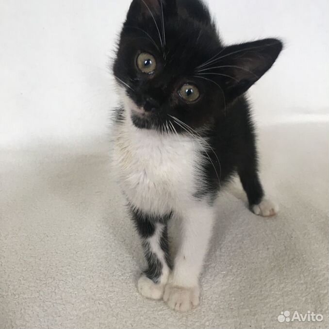 Котёнок домовёнок