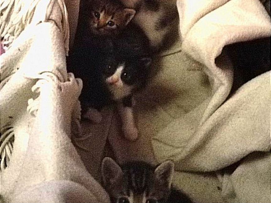 Котята.Приученные к лотку