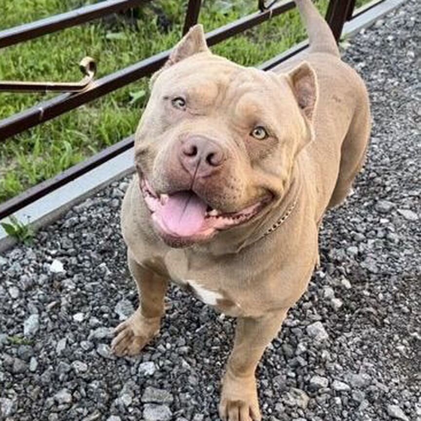 Американский булли стандарт вязка