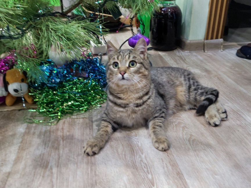 Котики мальчики бесплатно