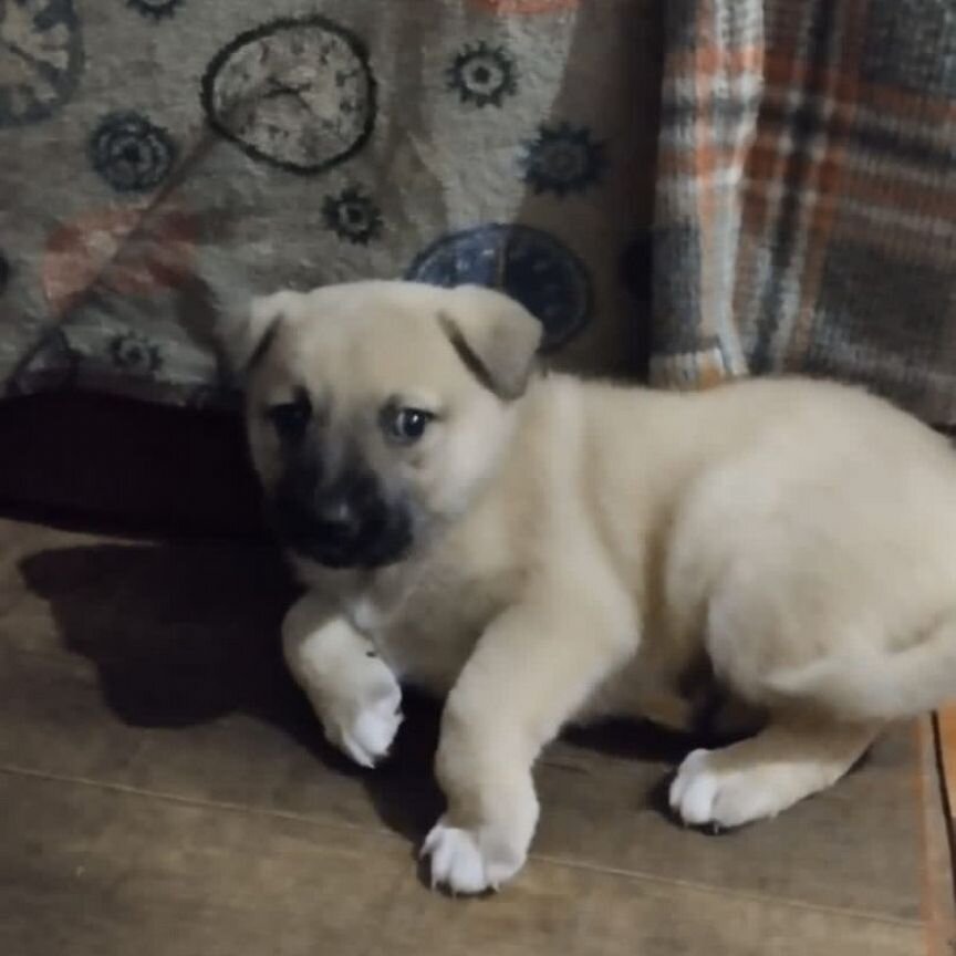 Отдам в хорошие руки