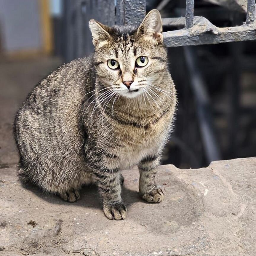 Кошечка в беде