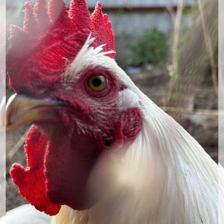 Петух Адлерский серебристый