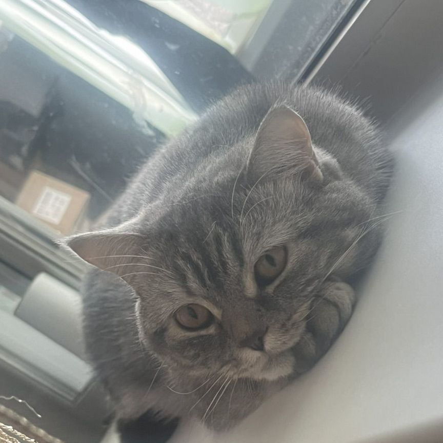 Британский короткошёрстный котёнок