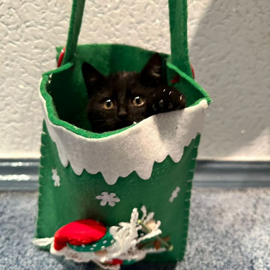 Адольфику 4 мес. Котенок чёрный