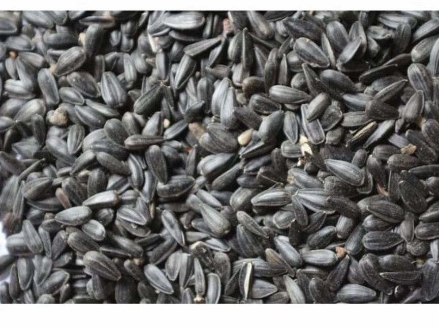 Семечки подсолнечника