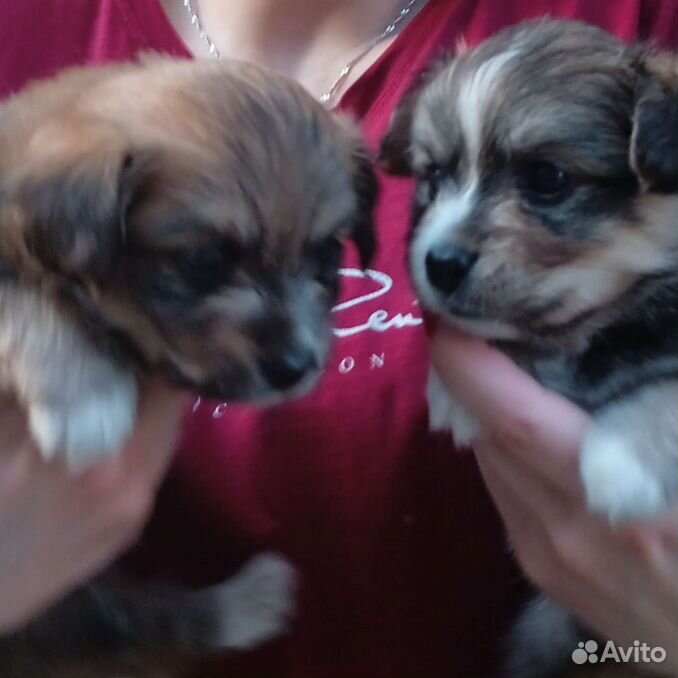 Шпиц и папийон