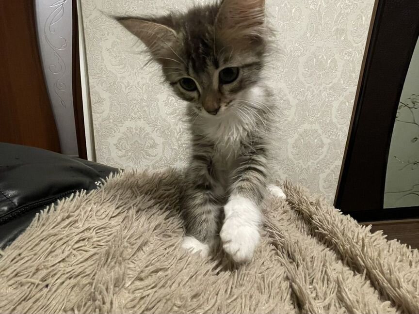 Продам котенка