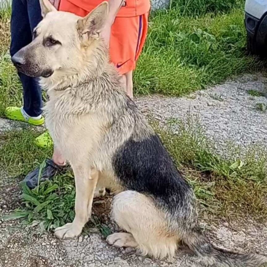 Продам щенков Восточно-европейской овчарки