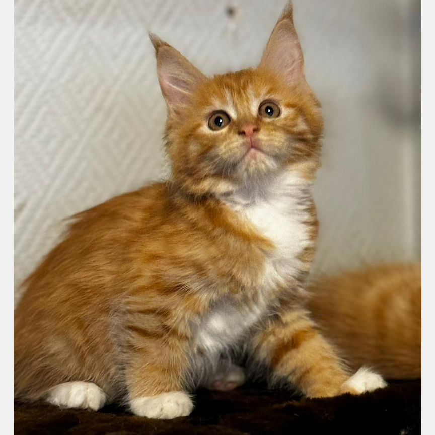 Котята мейн-кун рыжие