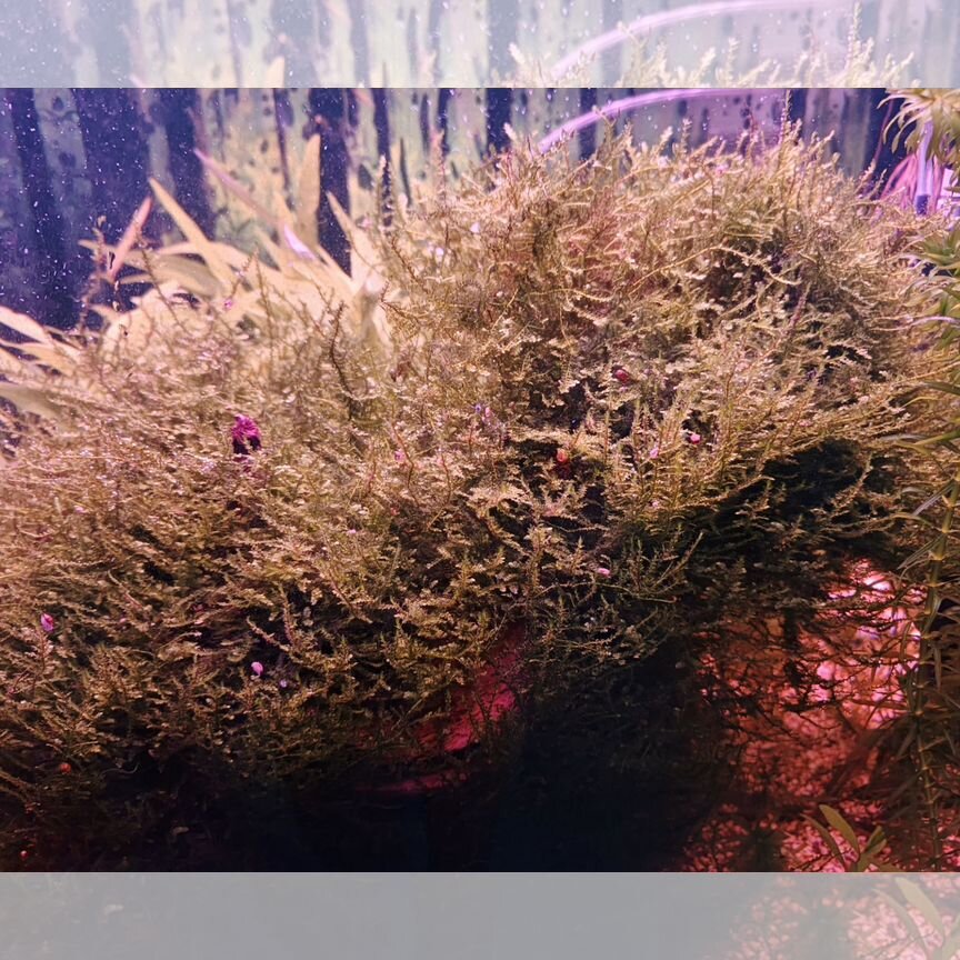 Яванский мох