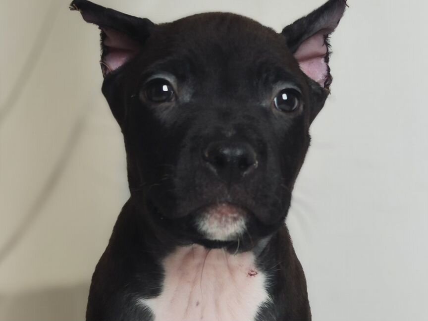 Американский стаффордширский терьер щенки