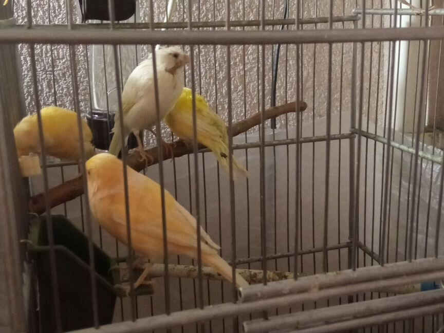 Кенара и канарейки