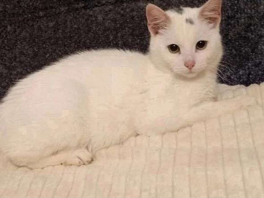 Котик Одуванчик ищет дом в добрые руки
