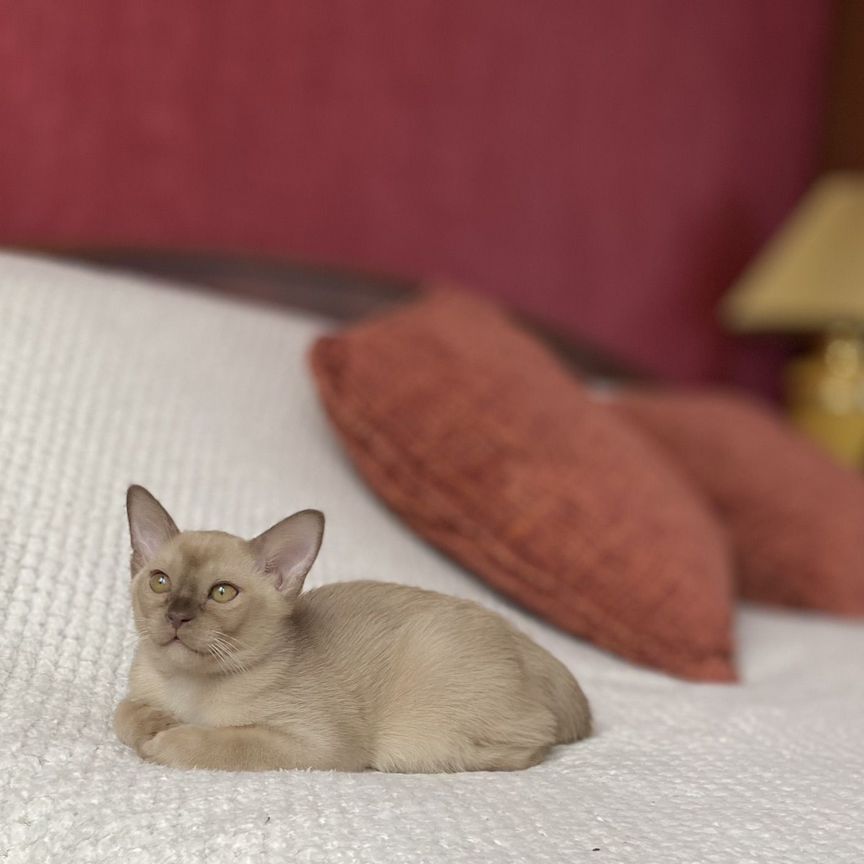 Бурманский котик