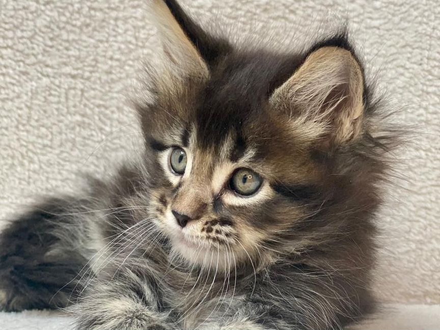 Мейн-кун котята